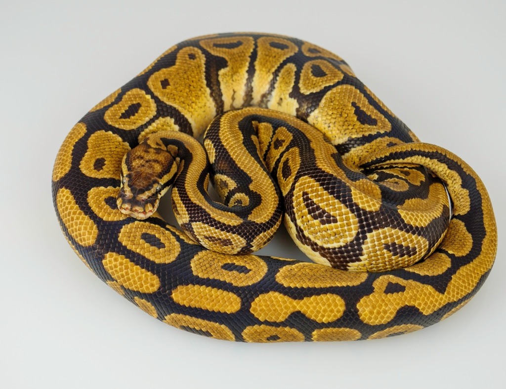 Spotnose 66% Het Clown Adult Male Ball Python by NoCo Exotics - MorphMarket