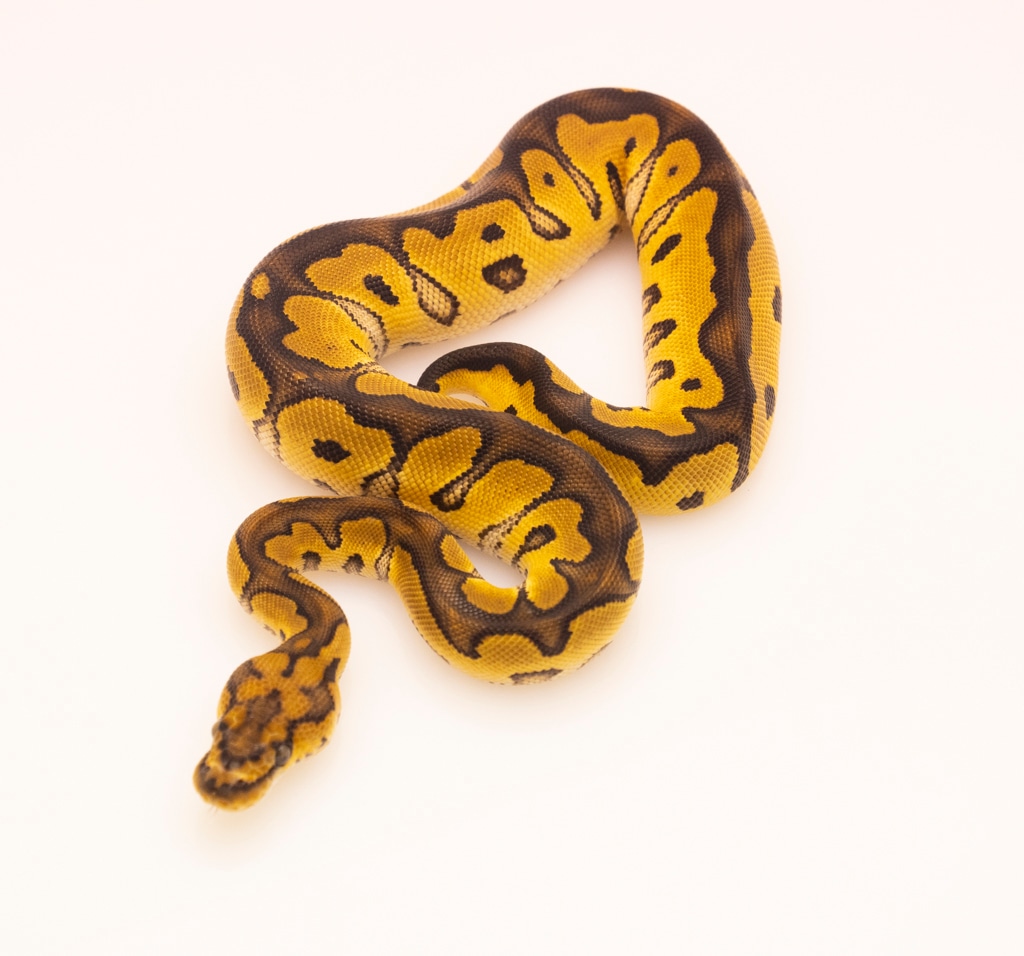 Red Stripe Clown Ball Python by NoCo Exotics - MorphMarket