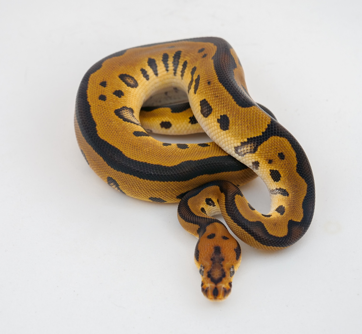 Leopard Clown Ball Python by NoCo Exotics - MorphMarket