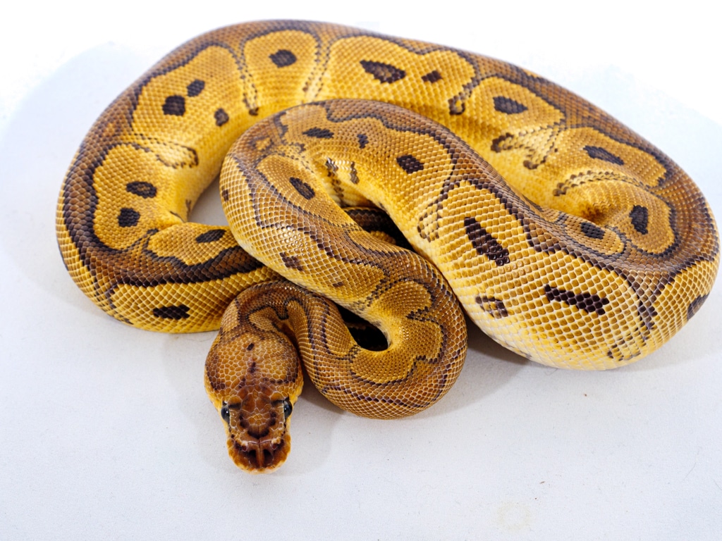 Red Stripe Clown Ball Python by NoCo Exotics - MorphMarket