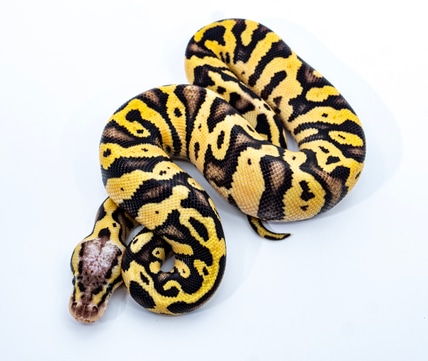 Pastel Fire Enchi Het Genetic Stripe Ball Python by Borisdonia ...