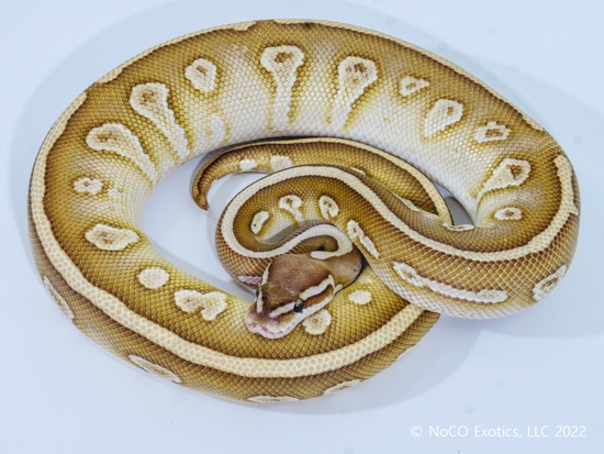 Stranger Lesser Red Stripe Het Clown Ball Python by NoCo Exotics