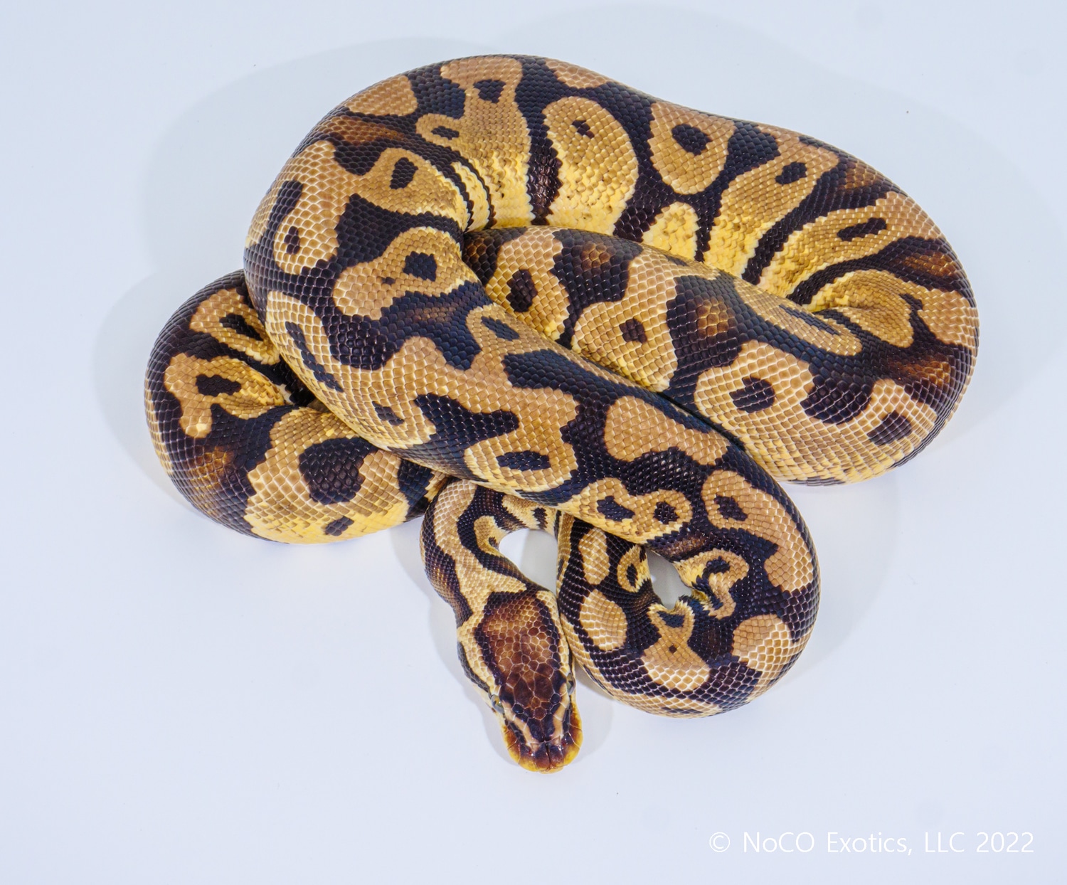 Pastel Red Stripe Het Clown Ball Python by NoCo Exotics - MorphMarket