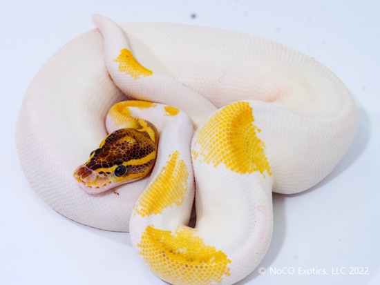 Banana OD Highway Pied Ball Python by NoCo Exotics