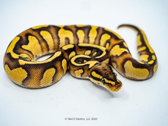 HI OD Yellow Belly Red Stripe Enchi Stranger Vanilla Het Clown Ball Python by NoCo Exotics