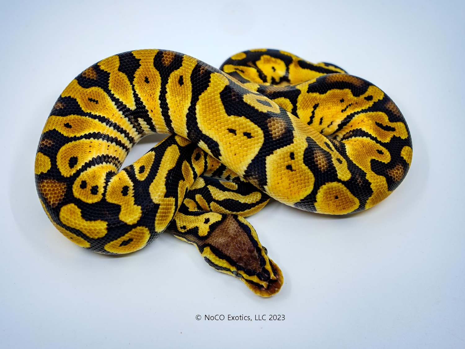 Pastel Red Stripe Het Clown Ball Python by NoCo Exotics - MorphMarket