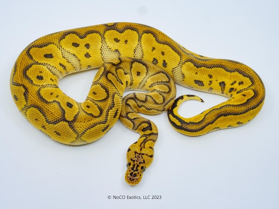FireFly Red Stripe Clown Ball Python by NoCo Exotics