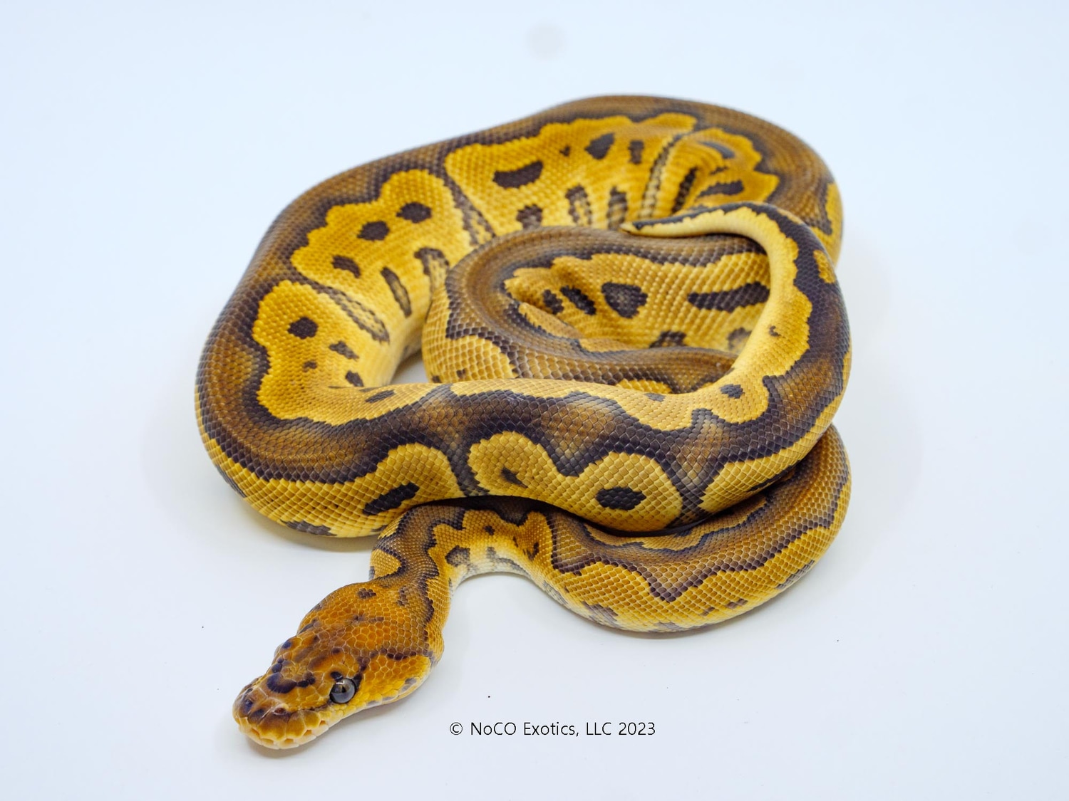 Red Stripe Clown Ball Python by NoCo Exotics - MorphMarket
