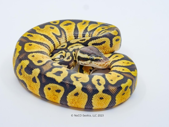 Pastel Special Het Pied Ball Python by NoCo Exotics