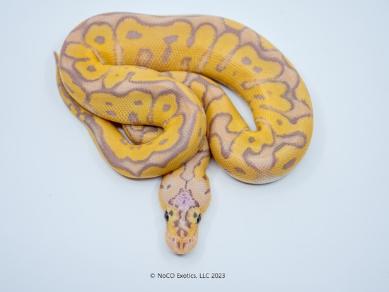FireFly Banana Clown Ball Python by NoCo Exotics