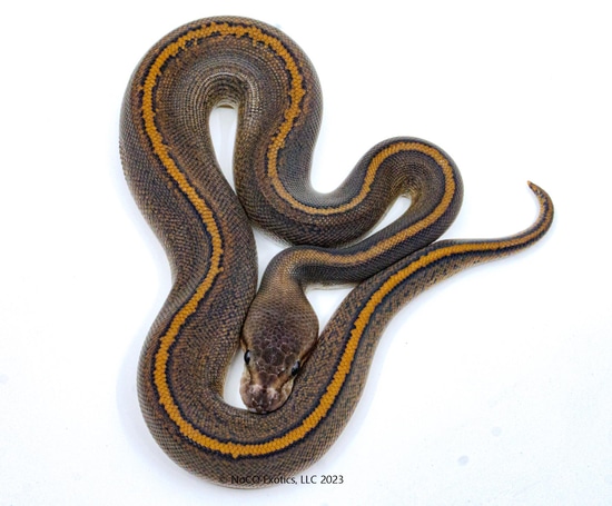 Stranger Wookie Pinstripe Black Pastel 66% Het Clown Ball Python by ...