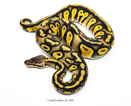 Pastel Stranger Red Stripe Het Clown Ball Python by NoCo Exotics