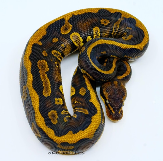Leopard Red Stripe Stranger Het Clown Ball Python by NoCo Exotics