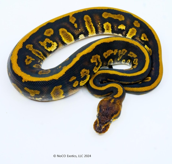 Leopard Red Stripe Stranger Het Clown Ball Python by NoCo Exotics