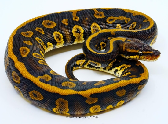 Leopard Red Stripe Stranger Het Clown Ball Python by NoCo Exotics