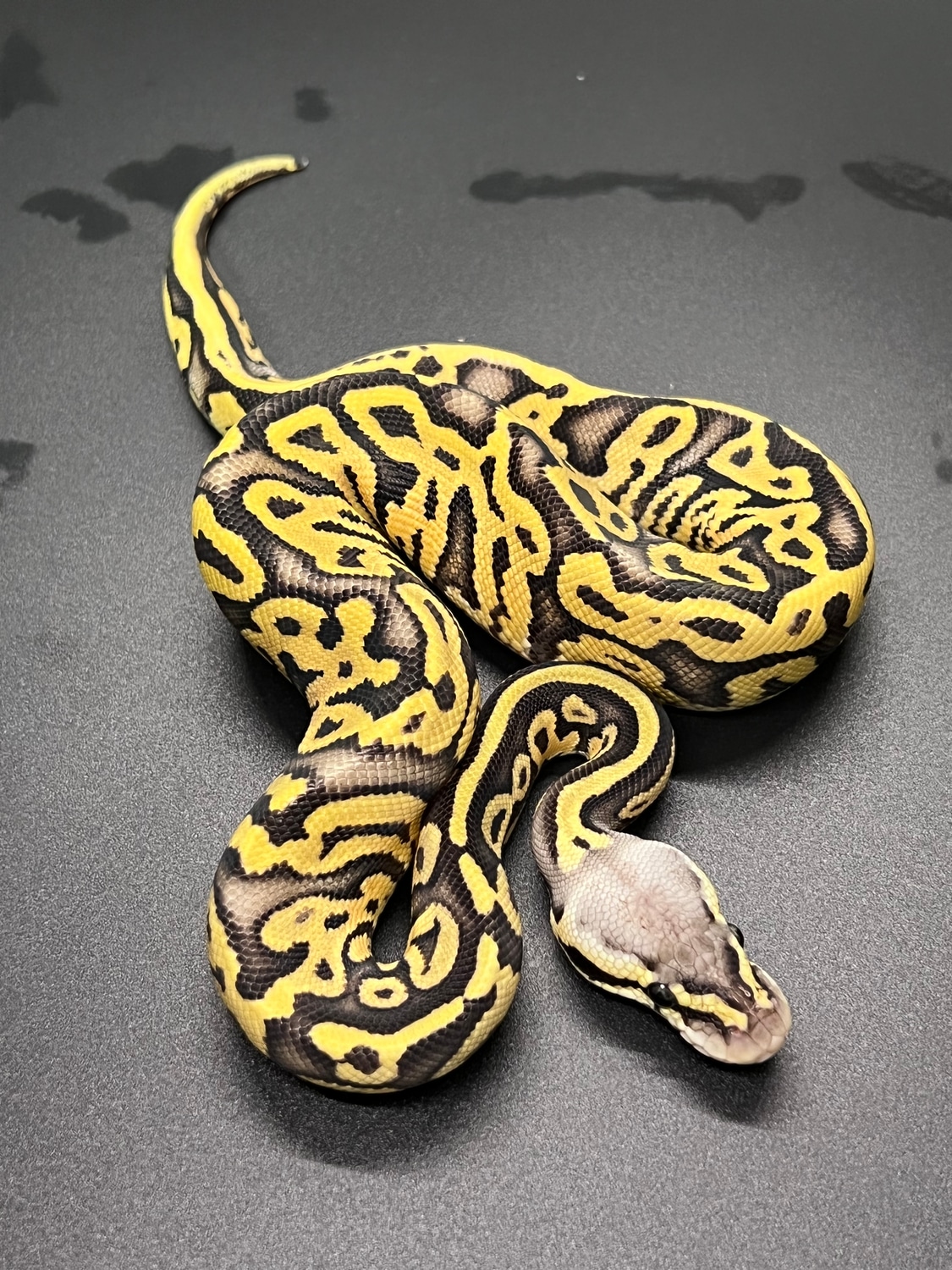 Pastel Leopard Special 66% Het Clown Poss Het Monsoon Ball Python by ...