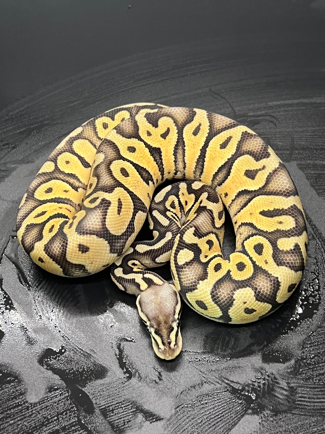 Super Pastel Hypo Het Pied Ball Python by Nocturnal Obsession Exotics ...