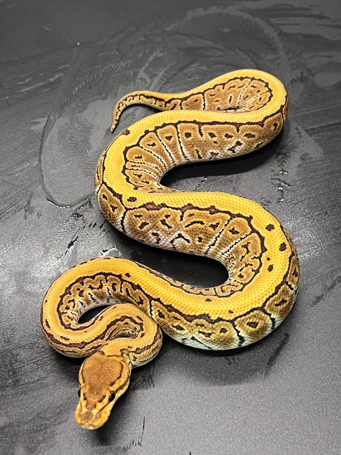 Special Pinstripe Het Clown Poss Chocolate Ball Python by Nocturnal ...