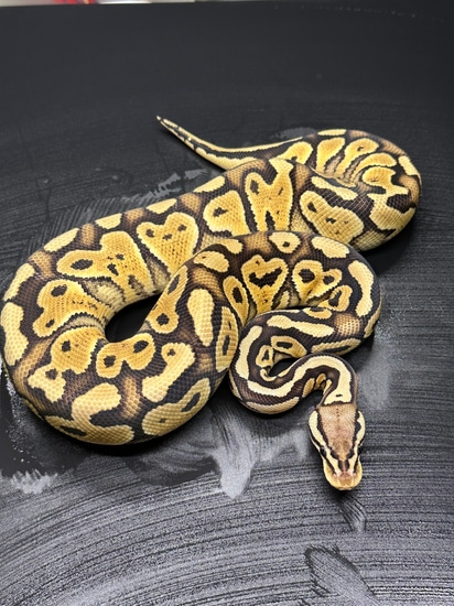 Pastel Special Het Clown Pos Het Monsoon Ball Python by Nocturnal ...