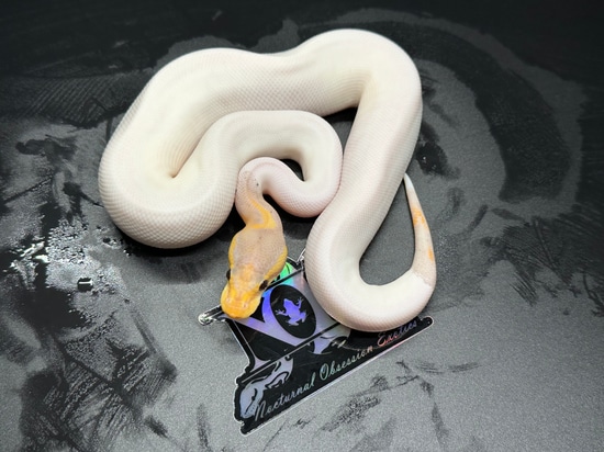 Black Pastel Banana Pied (M2) Ball Python by Nocturnal Obsession Exotics