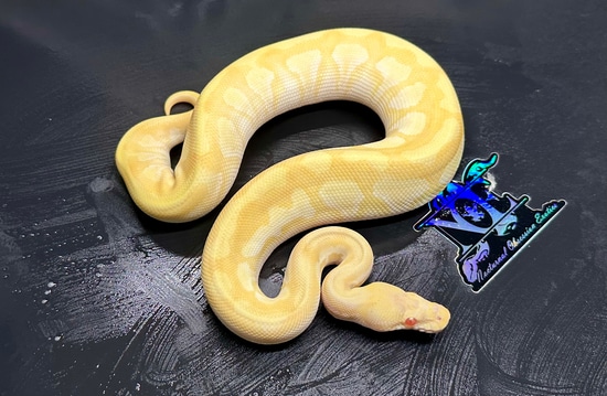 Lesser Enchi Albino Het Clown Ball Python by Nocturnal Obsession Exotics