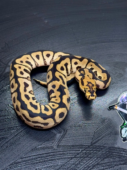 Spotnose Rs Clown Ball Python by Nocturnal Obsession Exotics