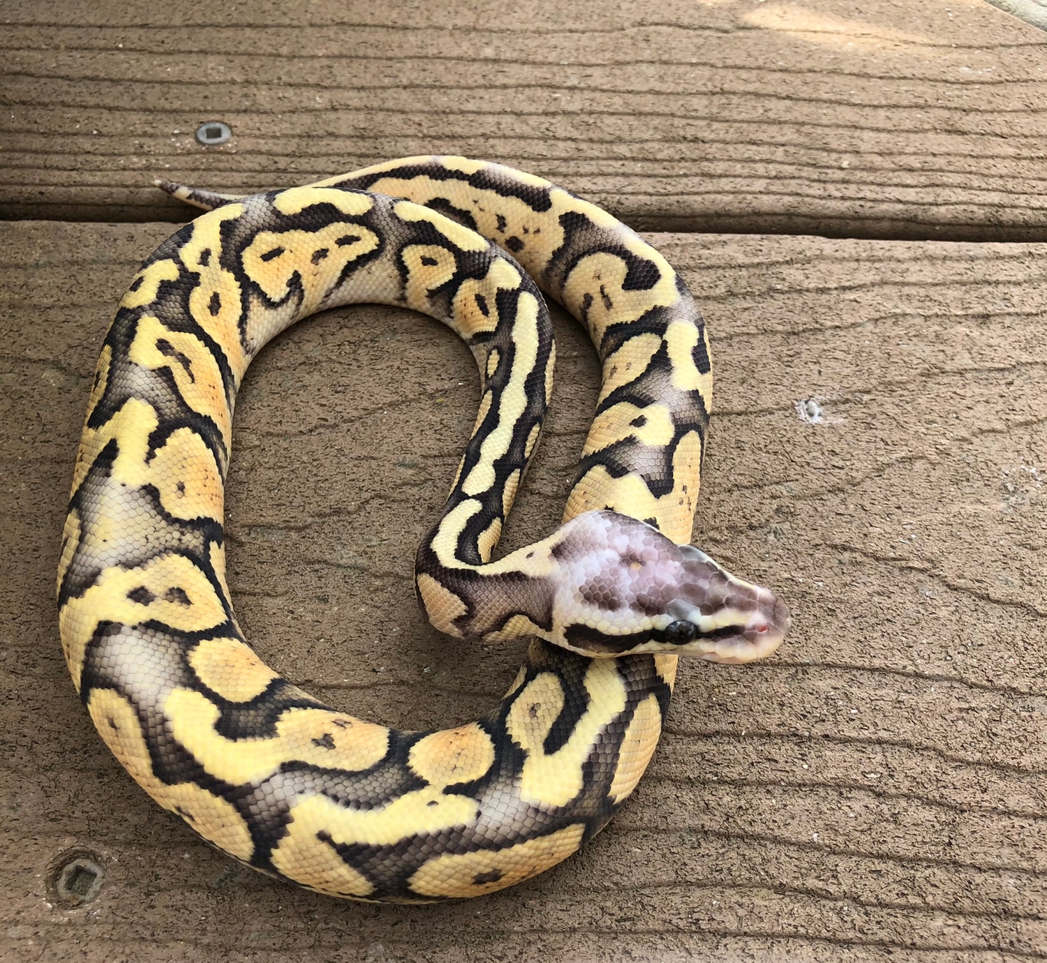 Super Pastel Mystic 100% Het Ghost Ball Python by Nocturne Reptiles - MorphMarket