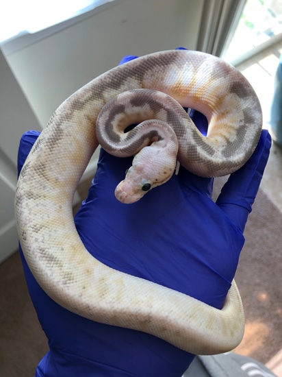 Black Pastel Mojave Killerbee Calico Het Ghost Ball Python by Nocturne Reptiles