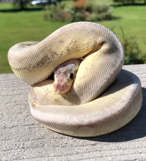 Silver Streak Mojave Calico Het Ghost Ball Python by Nocturne Reptiles