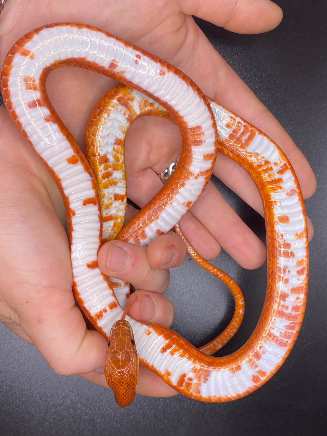 !Pair! Blood Red Pied Sided Corn Snake by No Drama Llama Pet Shop ...
