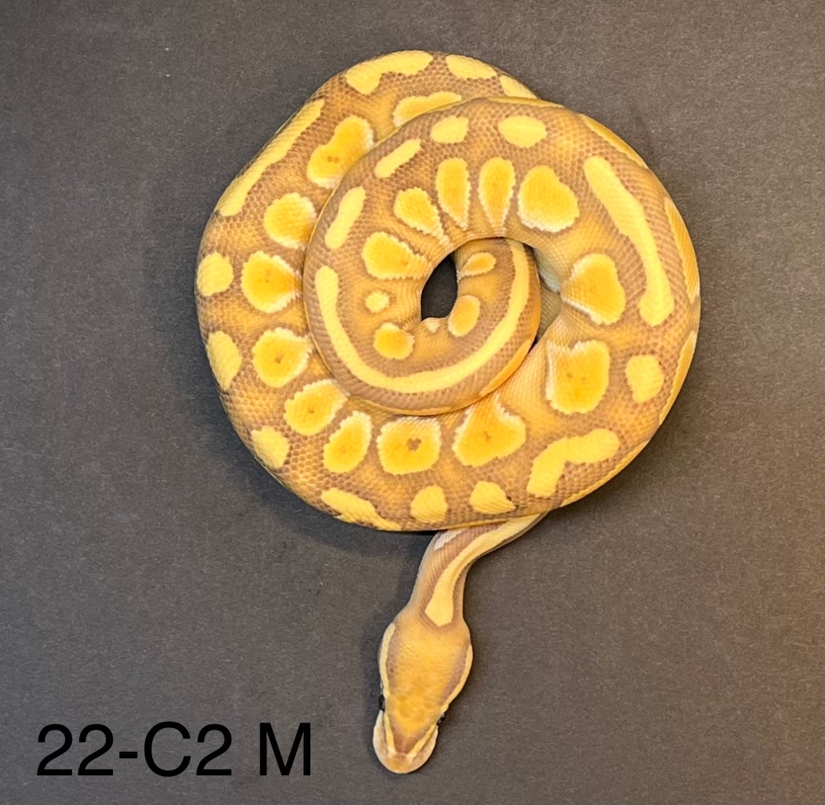 Banana Lesser Ball Python by No Drama Llama Pet Shop - MorphMarket