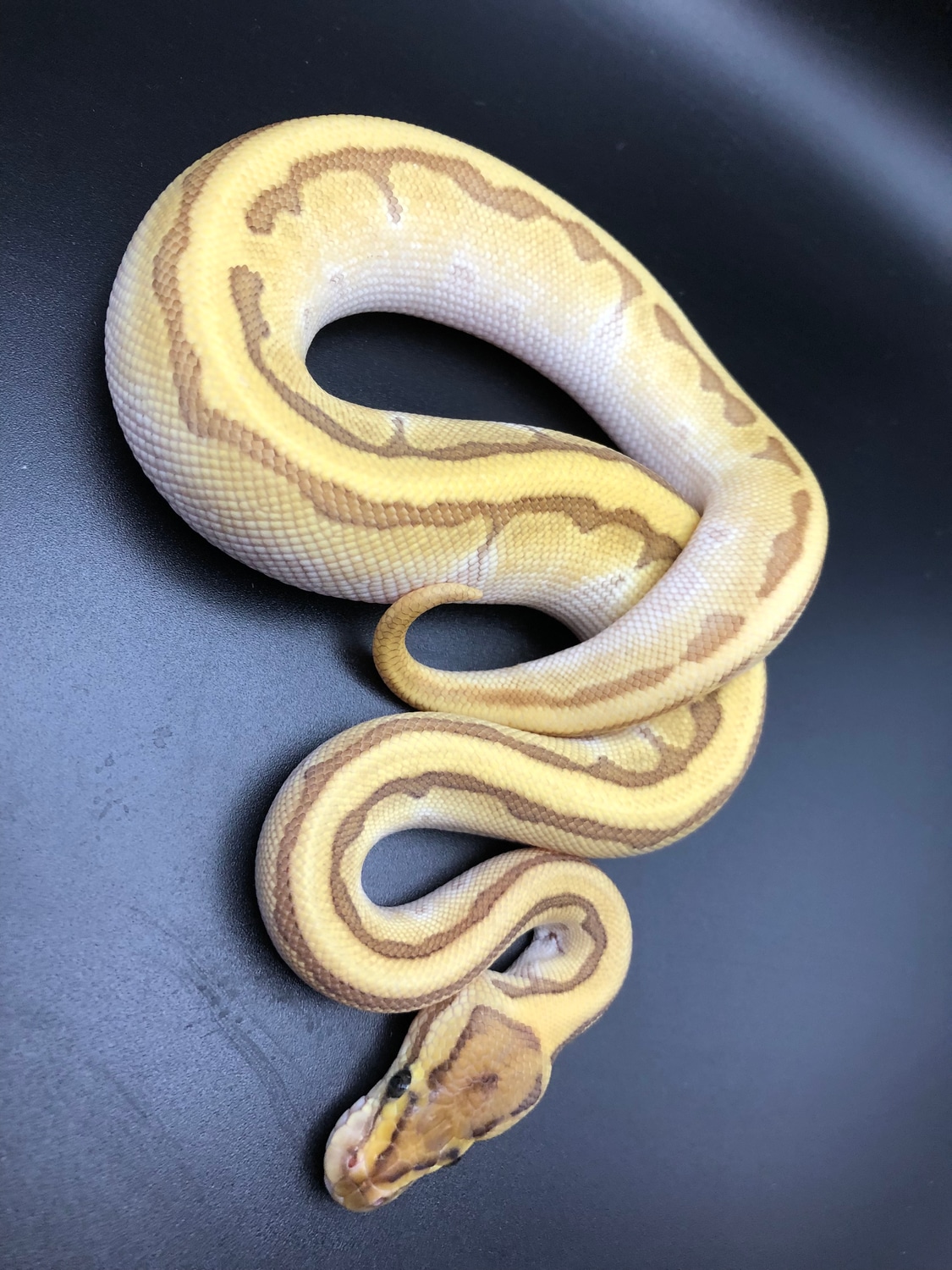 Enchi Kingpin Double Het Pos Triple Ball Python by No Drama Llama Pet ...