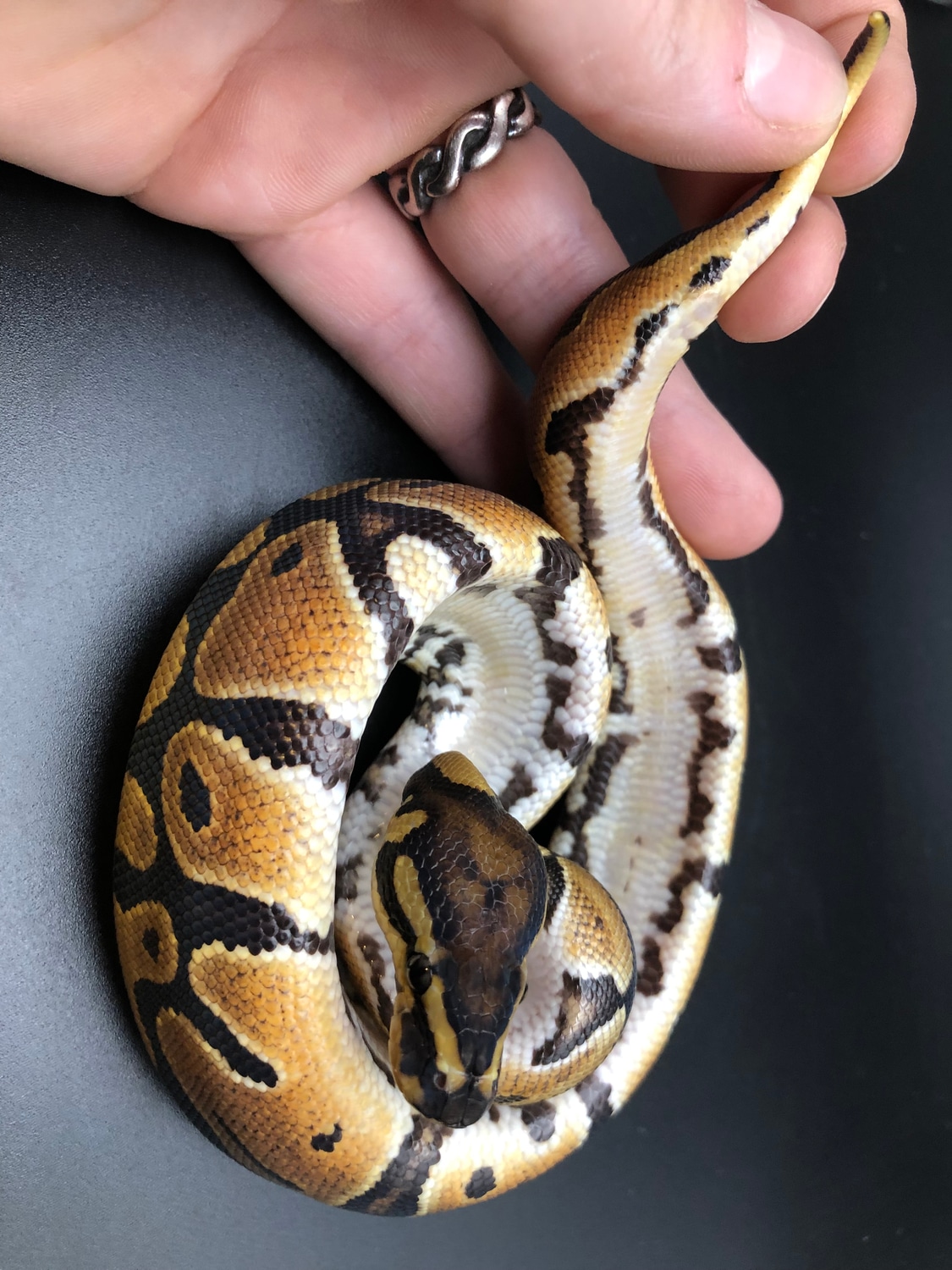 Double Pos Triple Het Ball Python by No Drama Llama Pet Shop - MorphMarket