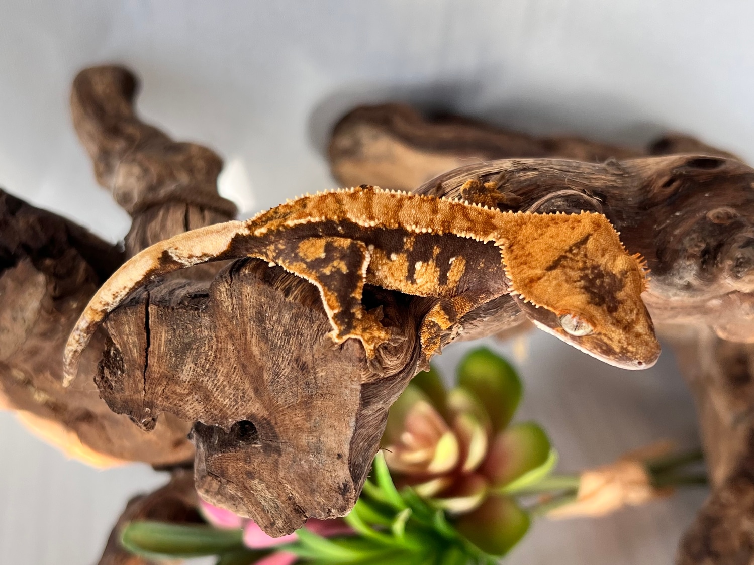 Tricolor Harlequin Orange Crested Gecko by 2 Girls Geckos - MorphMarket
