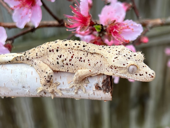 Yellow Based Red Spot Super Dal- No Pores Crested Gecko by 2 Girls Geckos