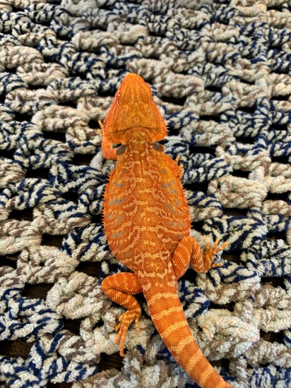 Orange-Red Tiger Hypo Leatherback Central Bearded Dragon by Bluegrass ...