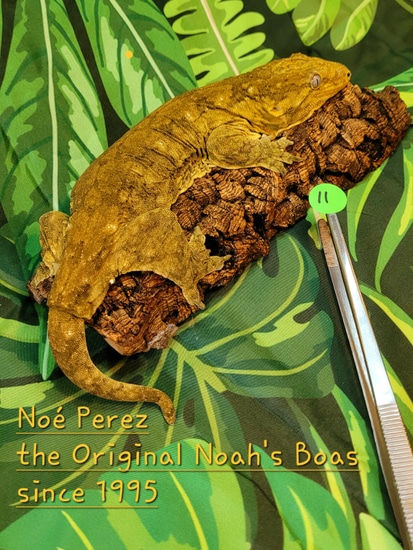 Pure Yate Male Leachianus Gecko by The Original Noah’s Boas