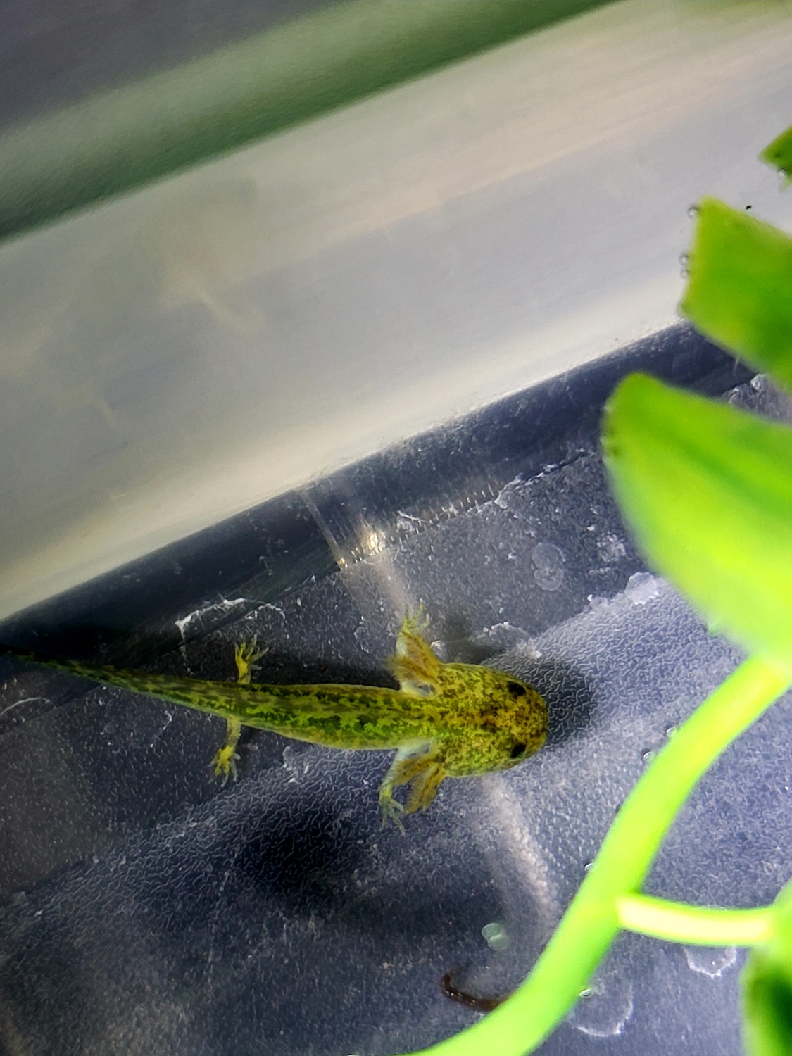 SUPER GFP Wild Type Axolotl by ARK Axolotls - MorphMarket