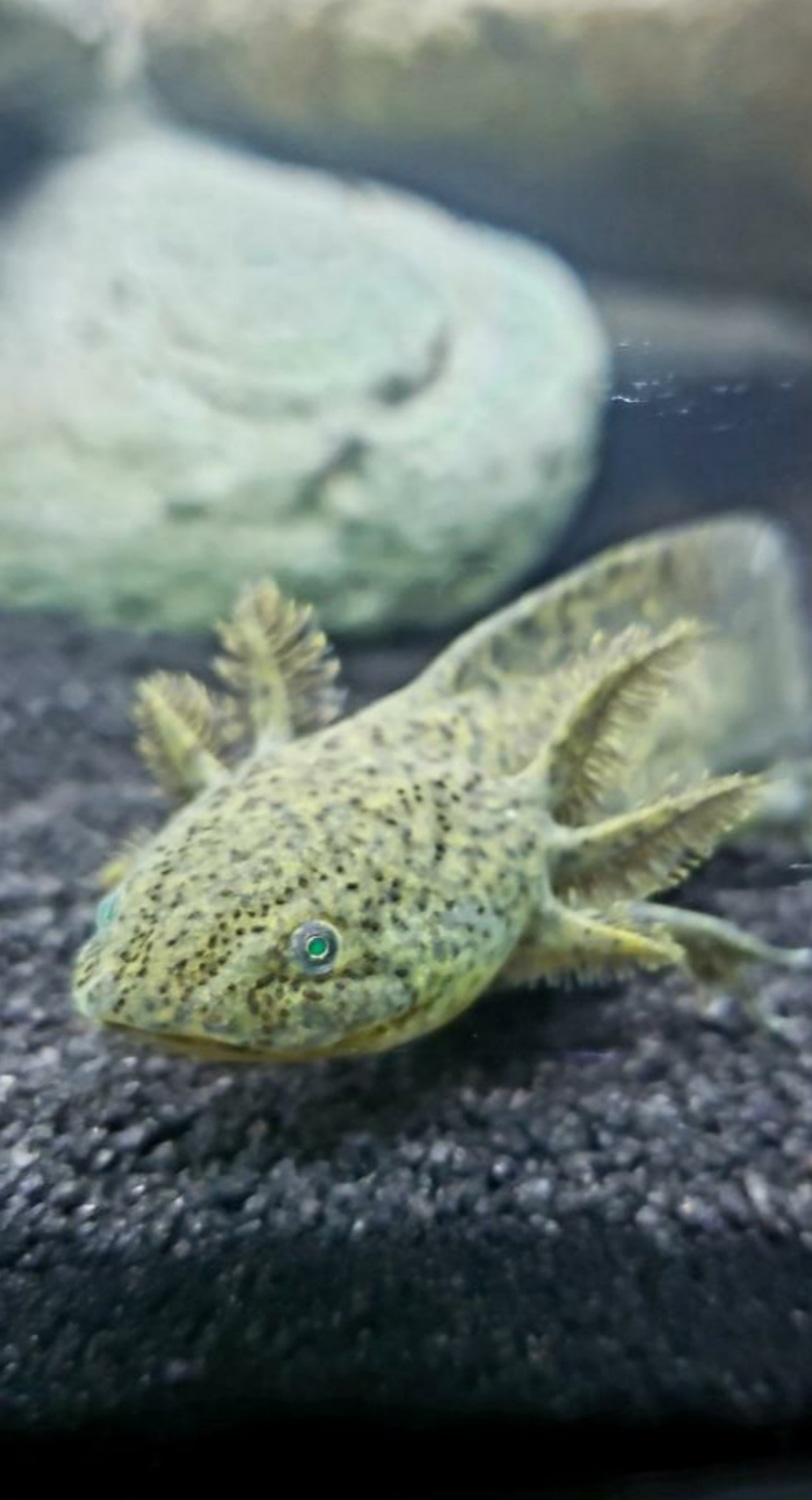 Wild Type Axolotl by ARK Axolotls - MorphMarket