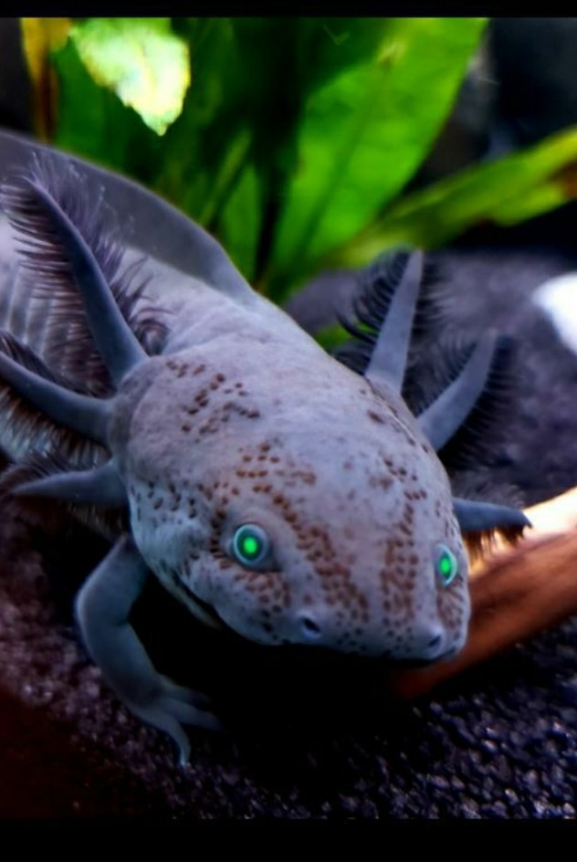Adult GFP Female Freckles Axolotl by ARK Axolotls - MorphMarket