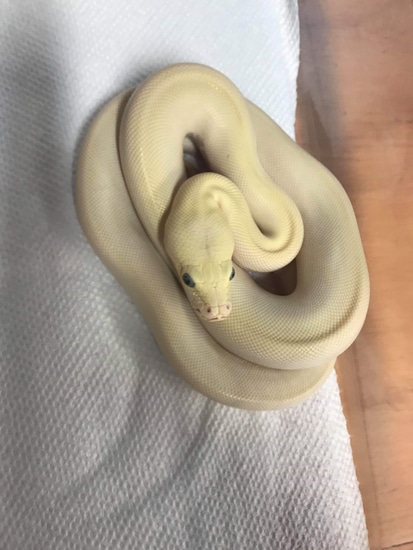 Ivory Burmese Burmese Python by Electric lizard land studios