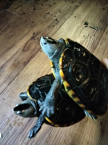 2 Cb Female Diamondback Terrapins by Electric lizard land studios
