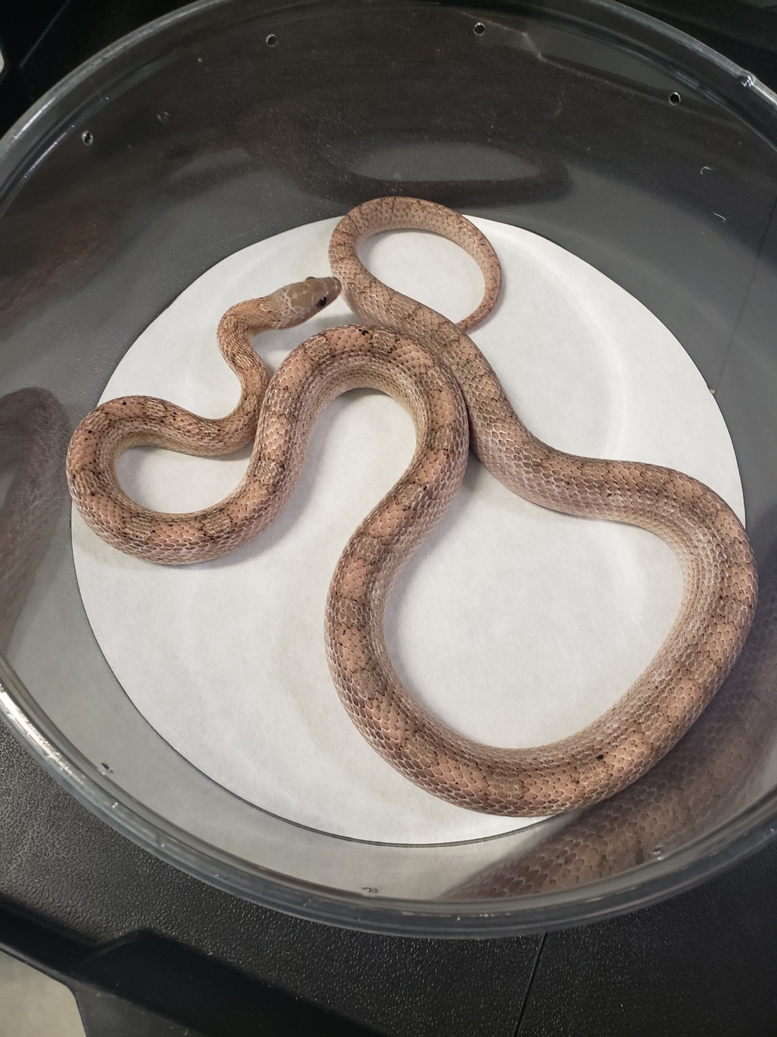 Pewter Corn Snake by NOLA Reptiles - MorphMarket