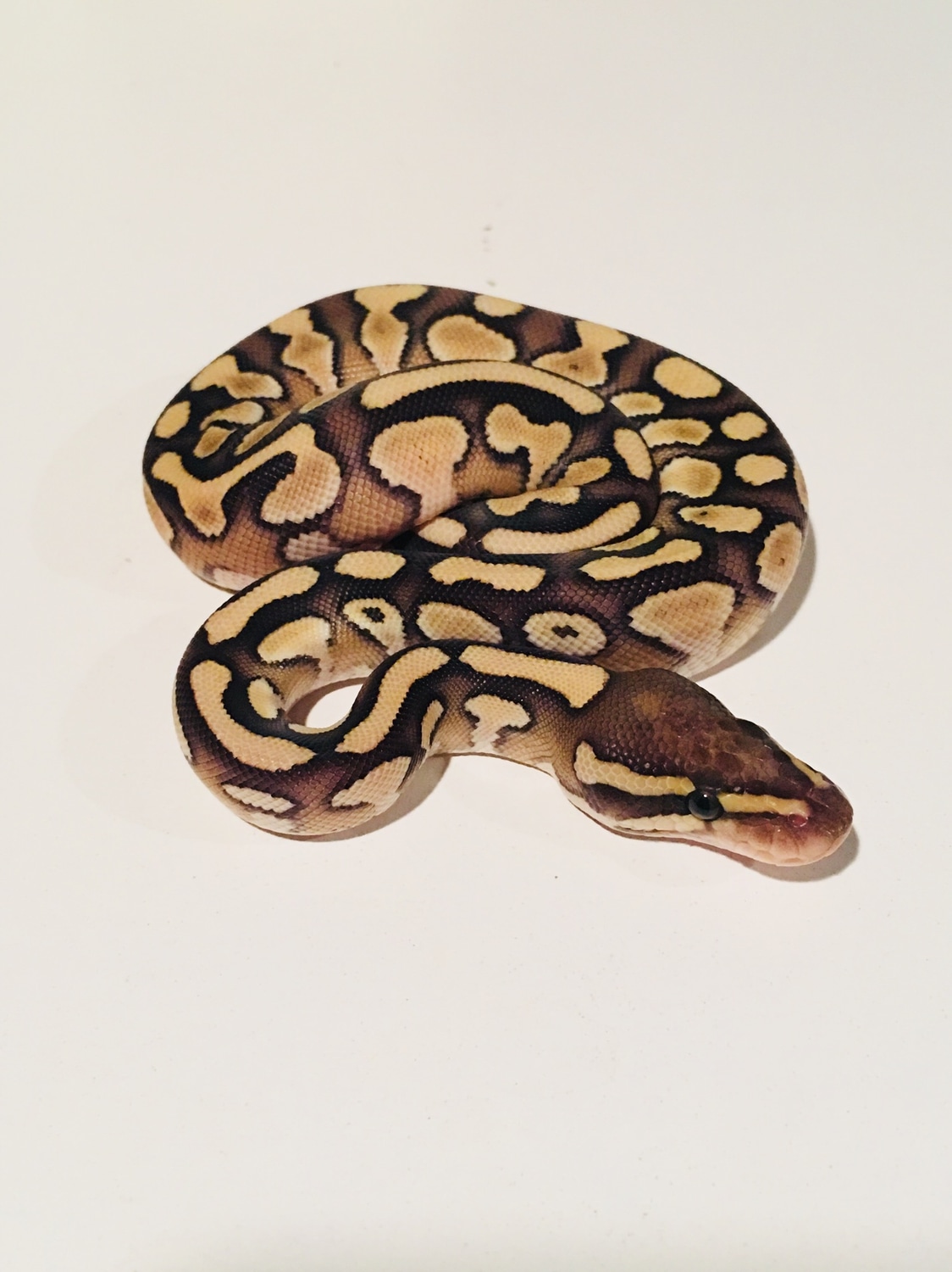 Lesser Yellow Belly Ball Python by Bohemian Exotics - MorphMarket