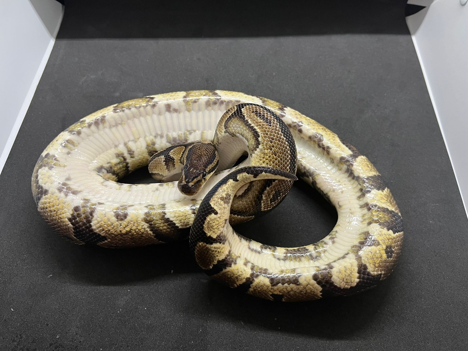 100% Gravel Ball Python by No Limit Morphs HQ - MorphMarket