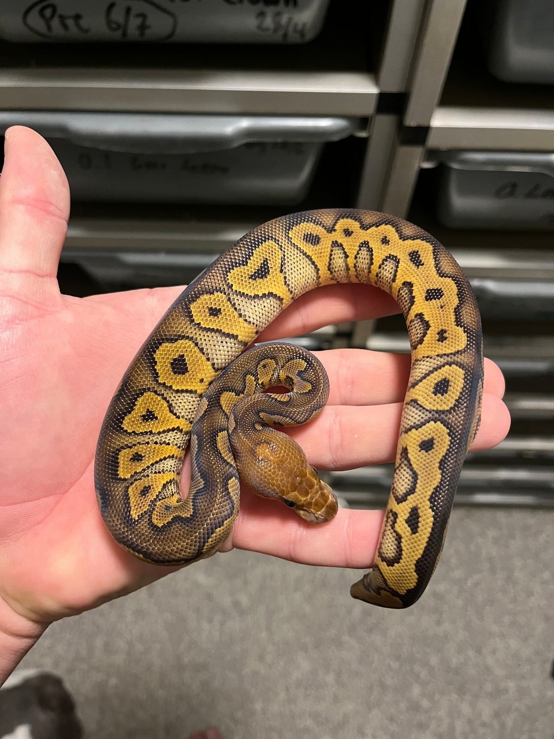 Wookie Clown Ball Python by No Limits of Ball pythons - MorphMarket
