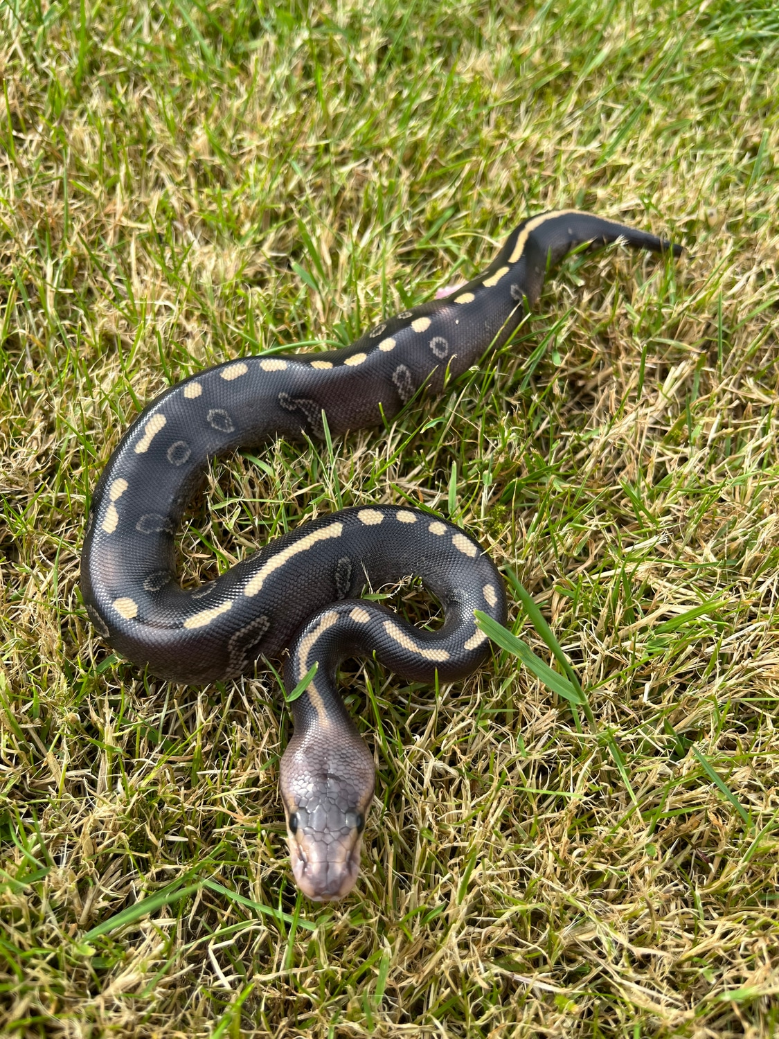 Wookie Chocolate 100% Het Clown Ball Python by No Limits of Ball ...