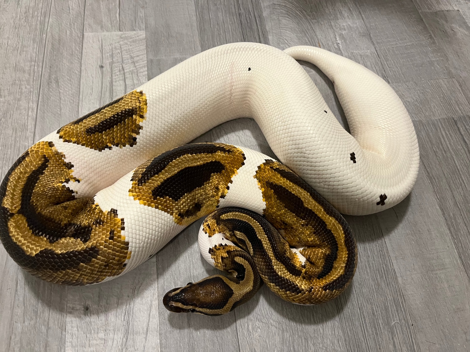 Pied Yellowbelly Ball Python by No Limits of Ball pythons - MorphMarket