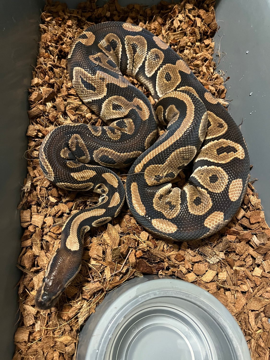 Black Pastel 100% Het Clown Ball Python by No Limits of Ball pythons - MorphMarket