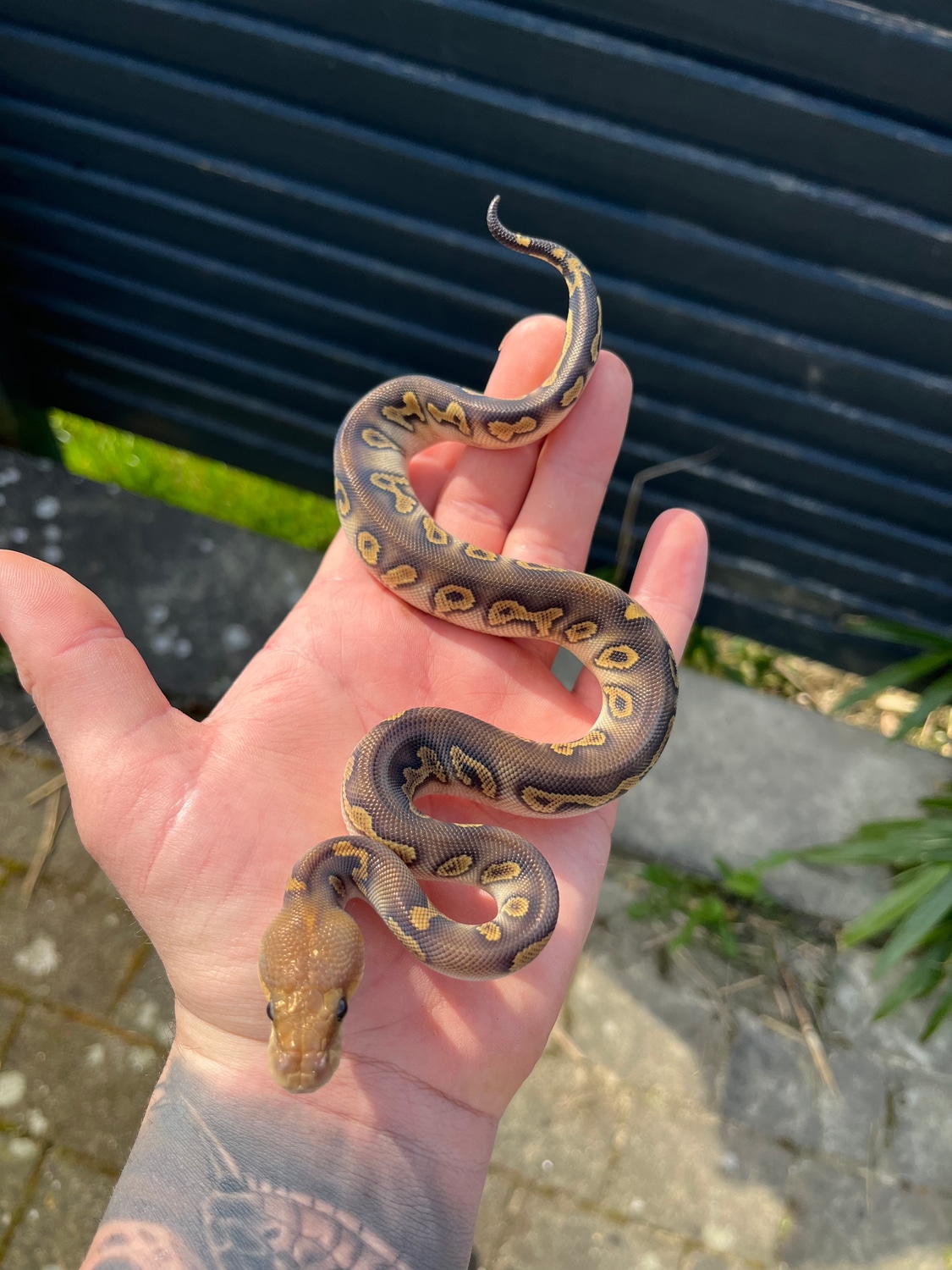 Wookie Mojave Clown Ball Python by No Limits of Ball pythons - MorphMarket